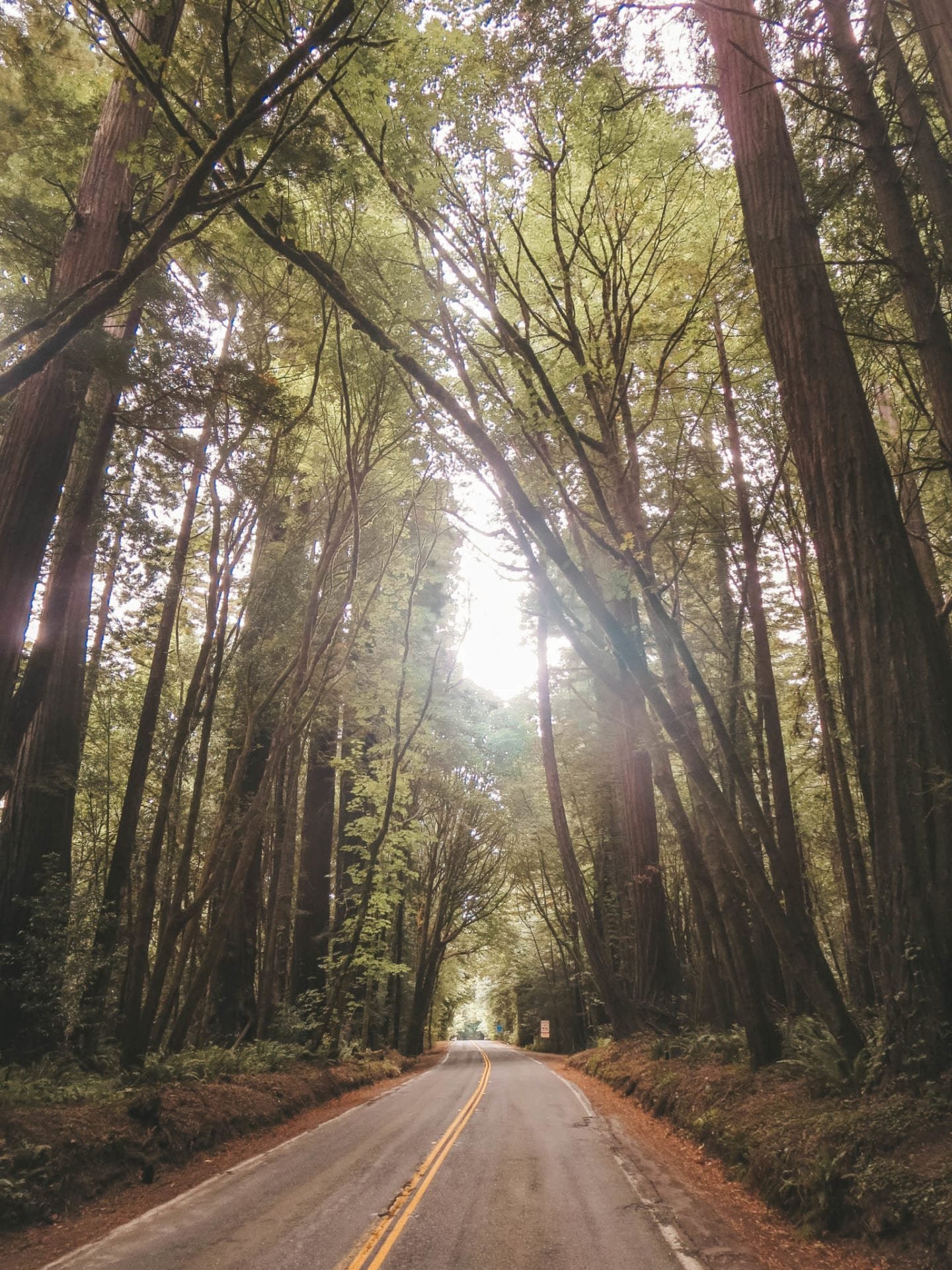 A Guide to Redwood National Park in California, USA | Jana Meerman