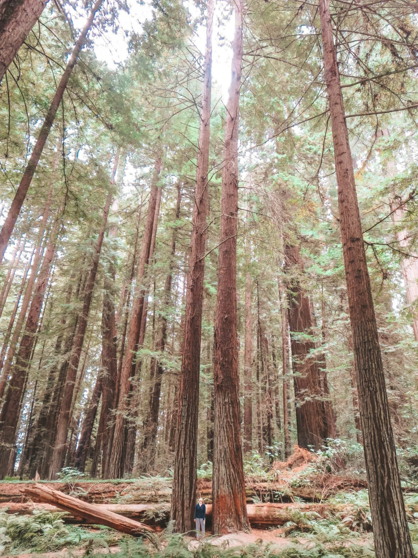 A Guide to Redwood National Park in California, USA | Jana Meerman