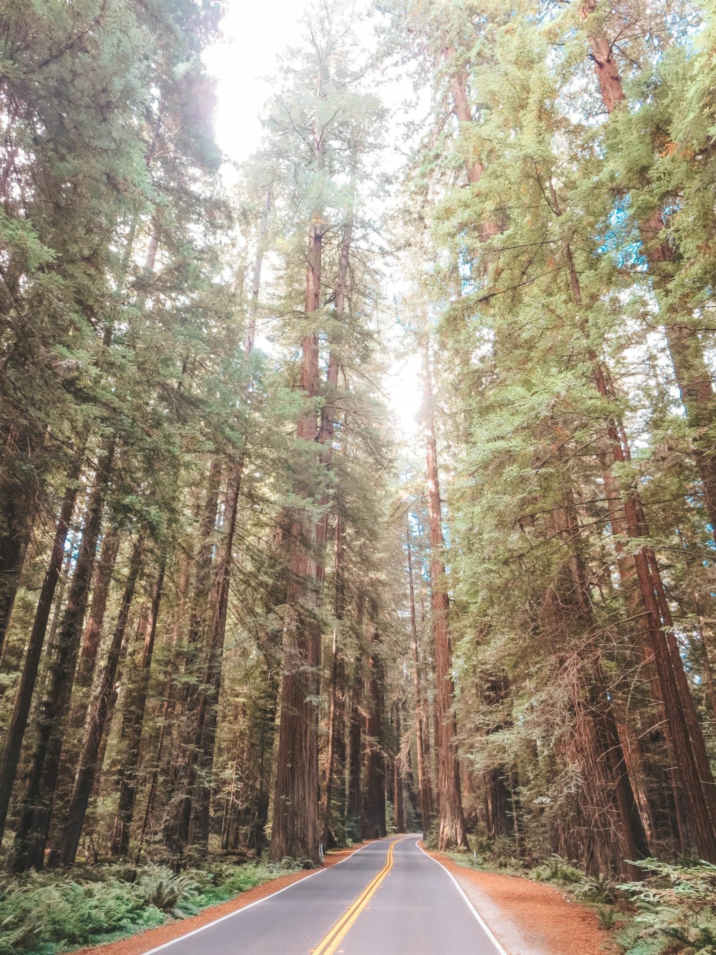 A Guide to Redwood National Park in California, USA | Jana Meerman