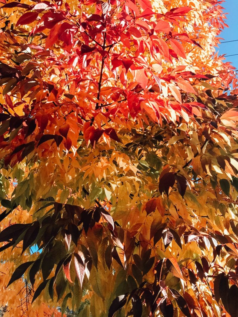 10 Things to Do to Get Into the Autumn Mood | Jana Meerman