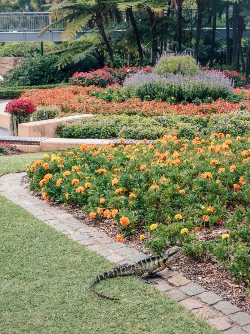 How to Spend a Weekend in Brisbane, Australia | Jana Meerman