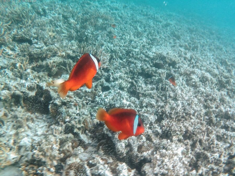 A Guide to Nacula Island in the Yasawa Islands, Fiji | Jana Meerman