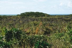 A Guide to Savai'i, Samoa | Jana Meerman