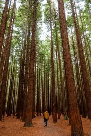 Visiting the Redwoods of Rotorua, New Zealand| Jana Meerman