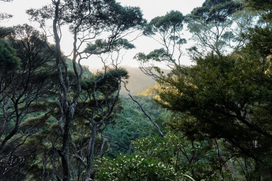 Kitekite Falls Hike in Piha, New Zealand | Jana Meerman
