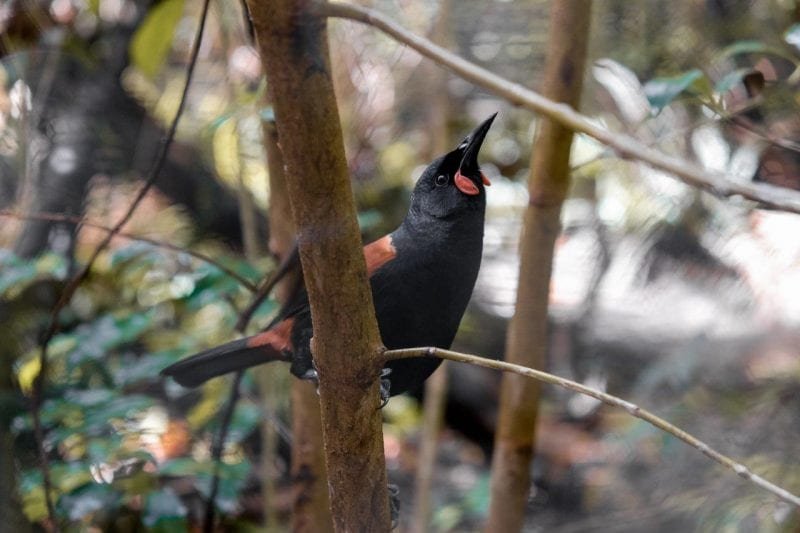 Visiting Pūkaha National Wildlife Centre in New Zealand | Jana Meerman