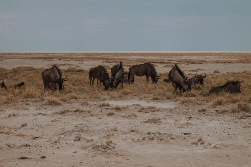A Guide to Etosha National Park, Namibia | Jana Meerman