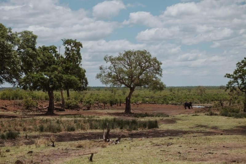 A Guide to Kruger National Park, South Africa | Jana Meerman