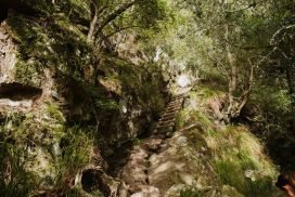 Skeleton Gorge Hike up Table Mountain in Cape Town, South Africa | Jana ...