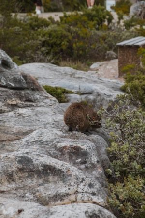 Skeleton Gorge Hike up Table Mountain in Cape Town, South Africa | Jana ...