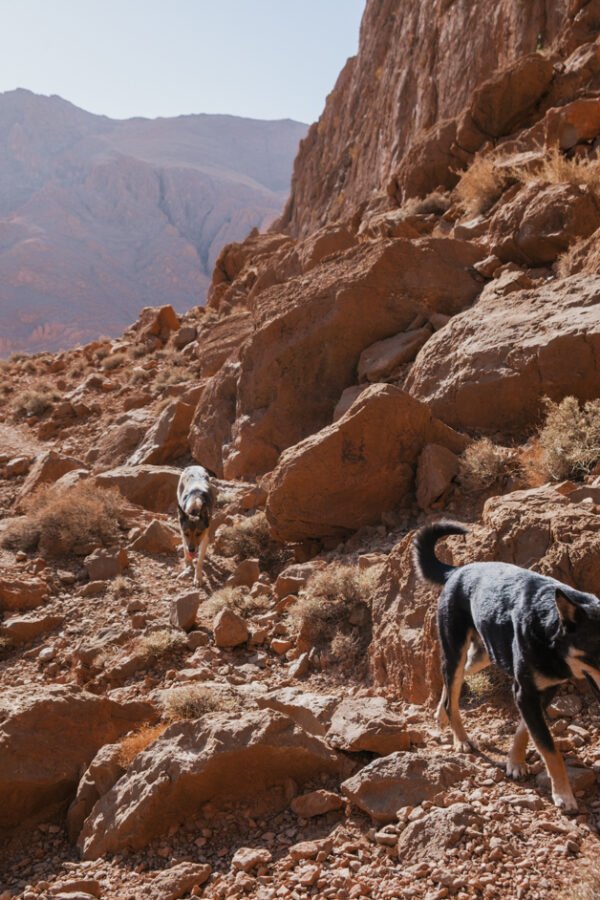 A Guide to Todra Gorge, Morocco | Jana Meerman