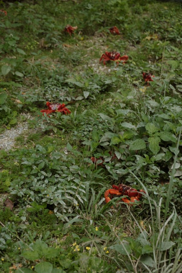 Witnessing the Red Crab Migration on Christmas Island | Jana Meerman