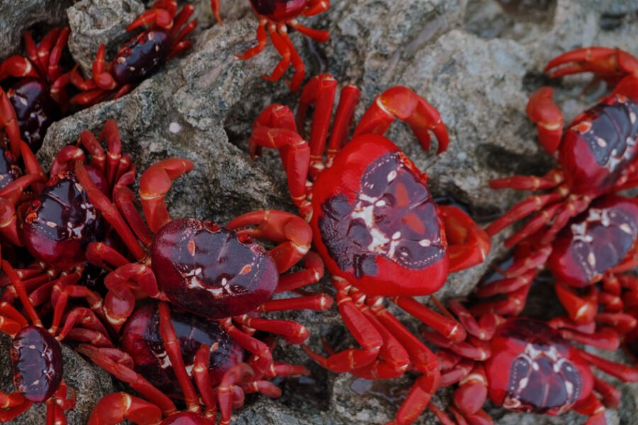 jana meerman red crab migration christmas island-64 | Jana Meerman